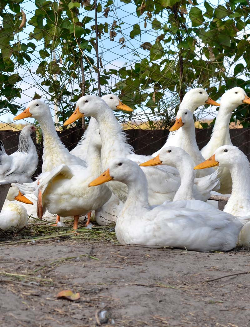 Poultry Farm – mooyifoods.com